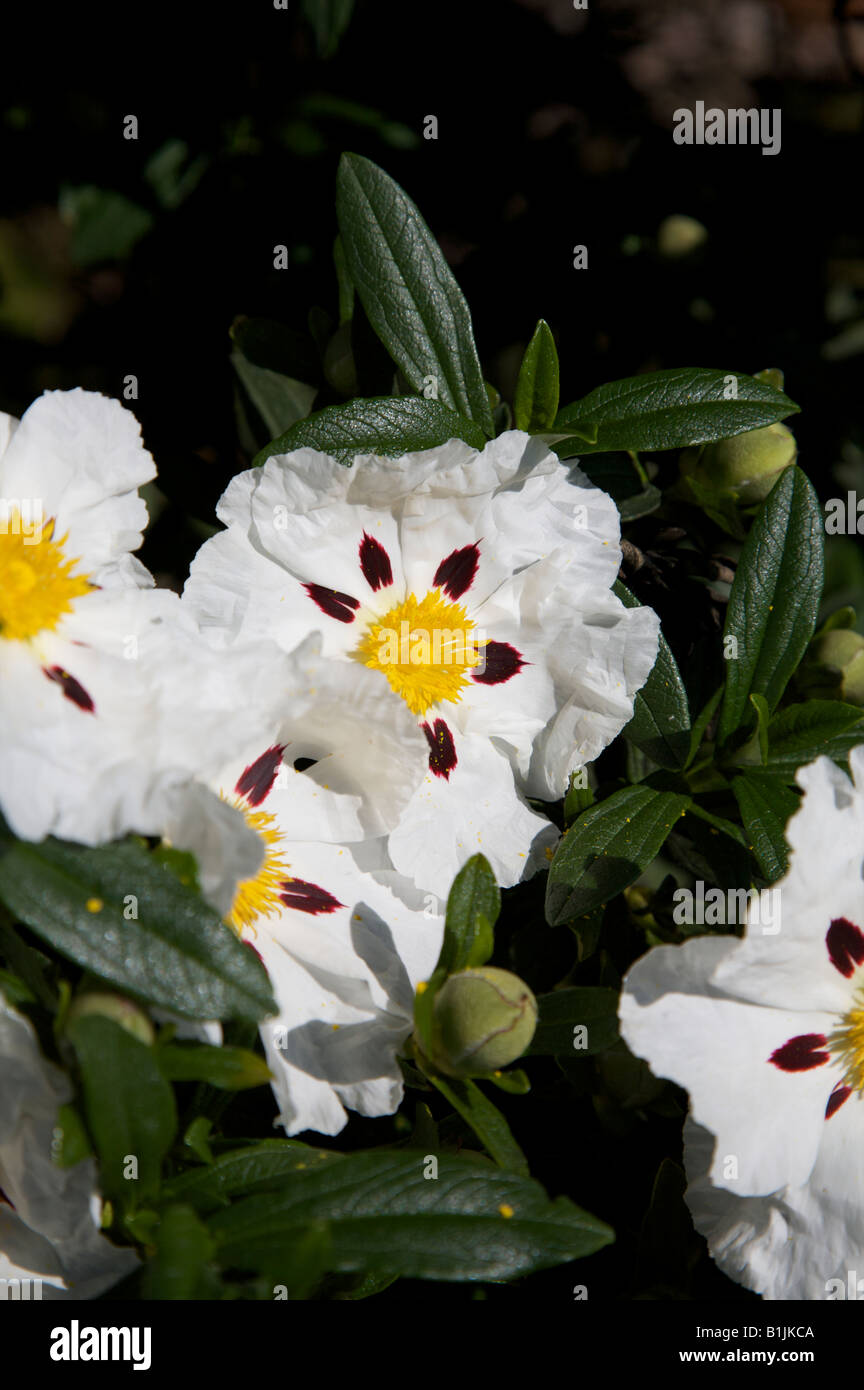 ROCK ROSE SUN ROSE WHITE AND DARK RED CISTUS LADANIFER PALADIN FLOWERS ...