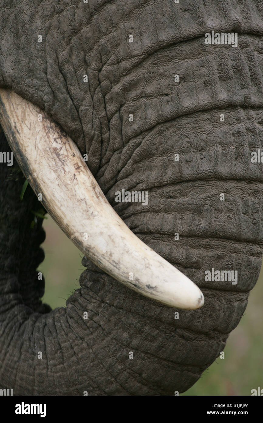 Close up of an African elephants tusk Stock Photo - Alamy