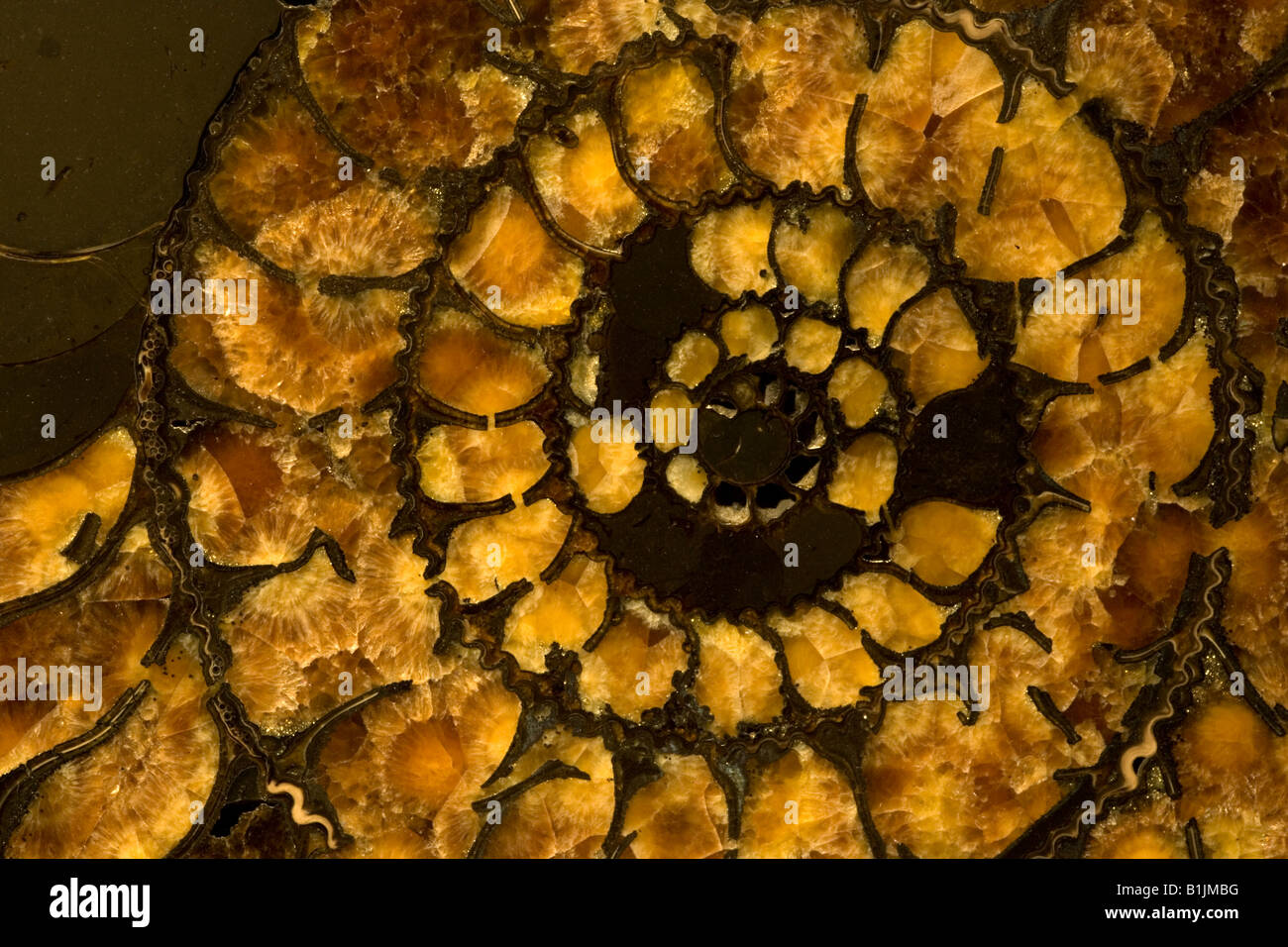 Fossil Ammonite - Cross-section - Speetoniceras Russia - Cretaceous ...