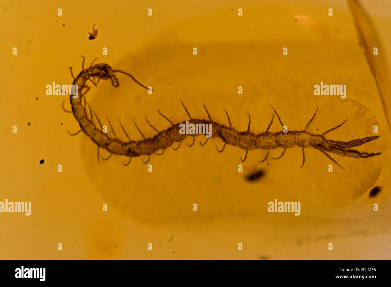 Fossil Centipede in Amber - Dominican Republlic Stock Photo - Alamy