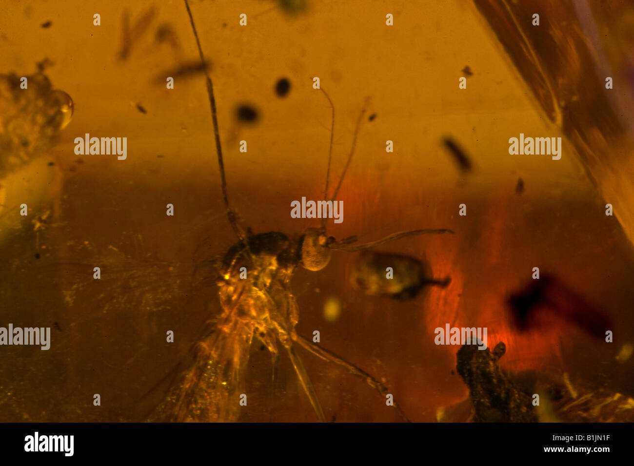 Fossil Mosquito in Amber - Dominican Republic - Oligocene and miocene ...