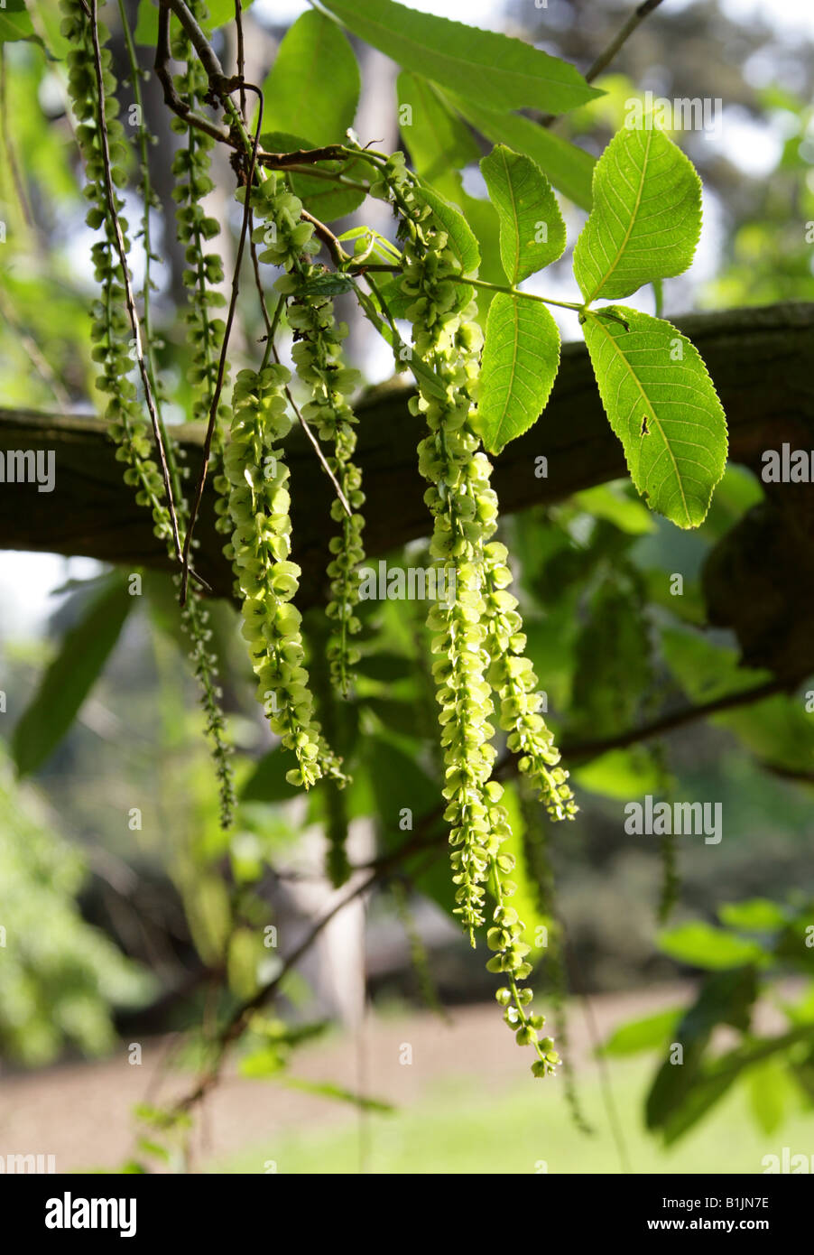 Pterocarya rehderiana hi-res stock photography and images - Alamy