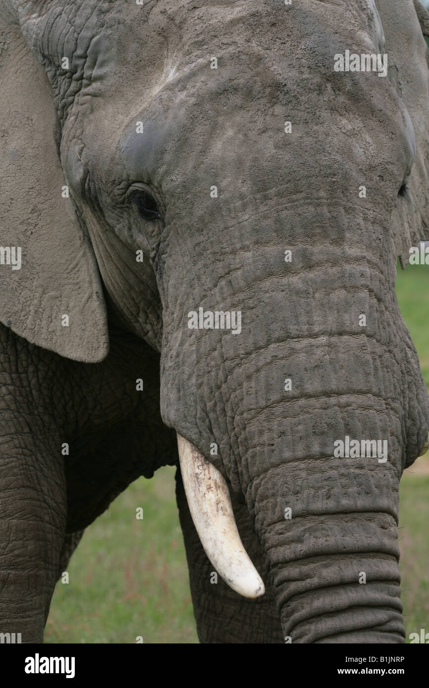 Close up of an African elephants head Stock Photo - Alamy