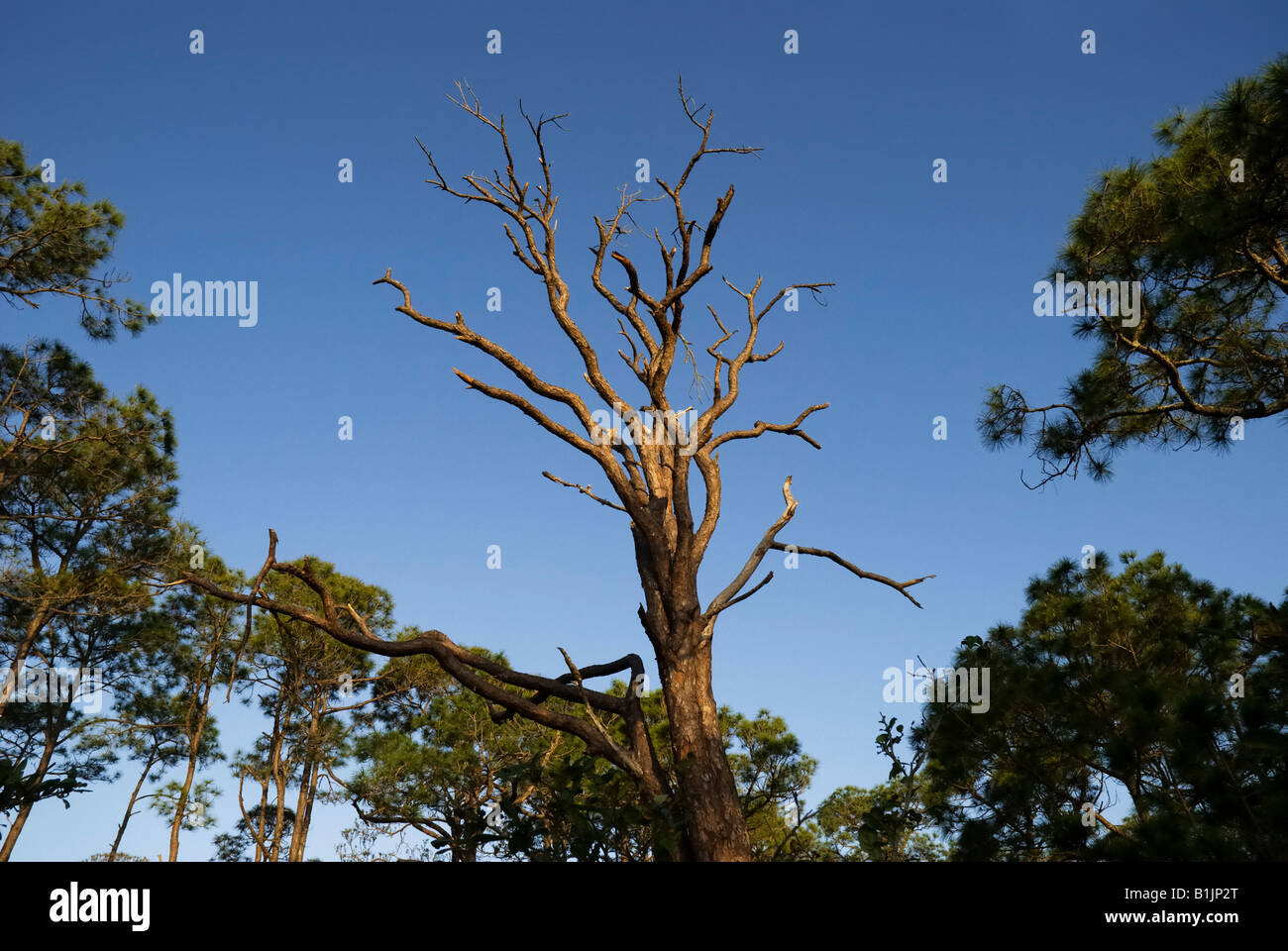 early morning light on old dead tree at St George Island State Park ...