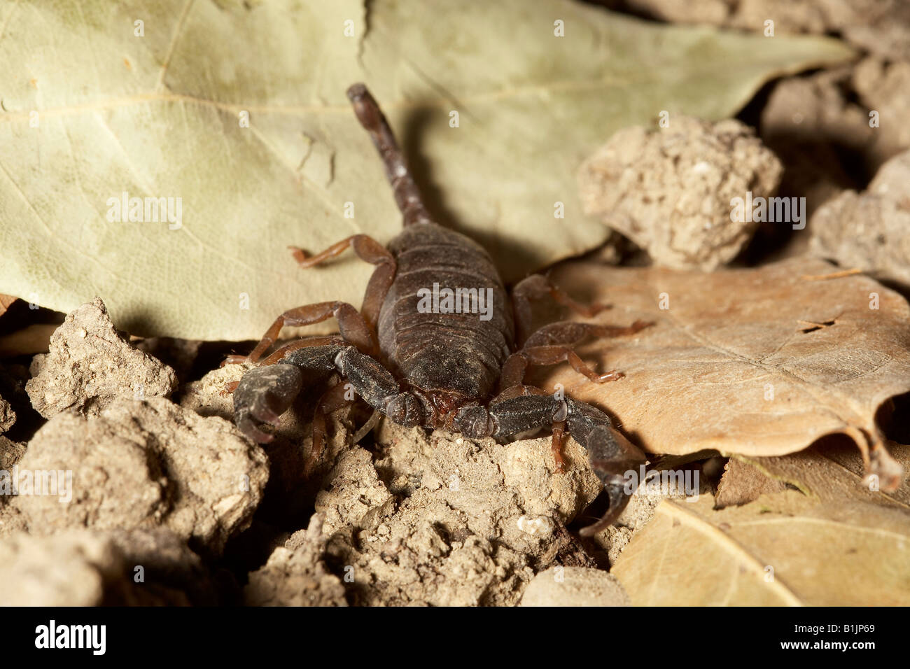 Italian scorpion Euscorpius italicus Italy Stock Photo - Alamy