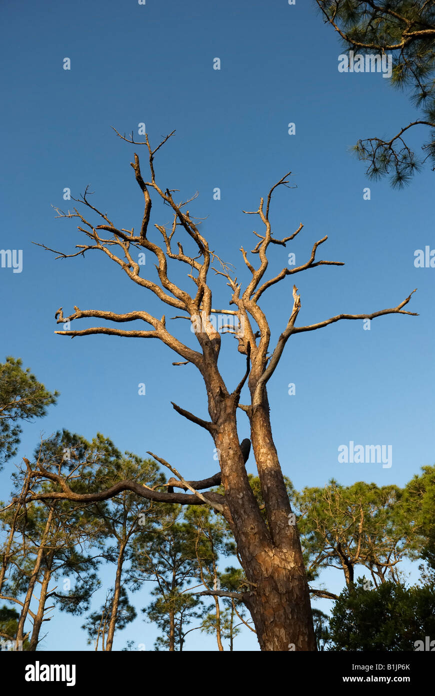 early morning light on old dead tree at St George Island State Park ...