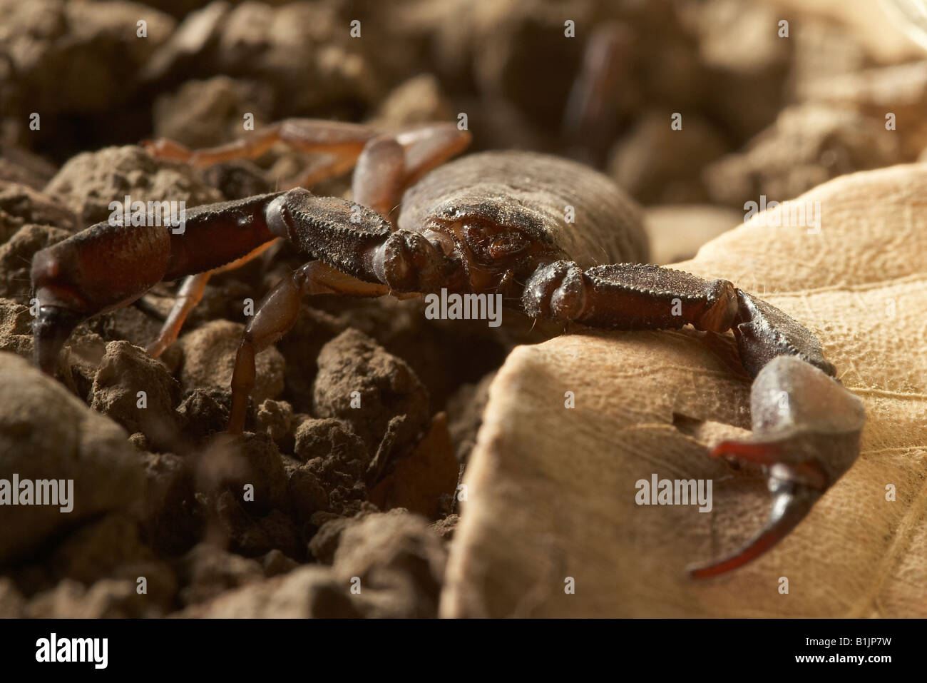 Italian scorpion Euscorpius italicus Italy Stock Photo - Alamy