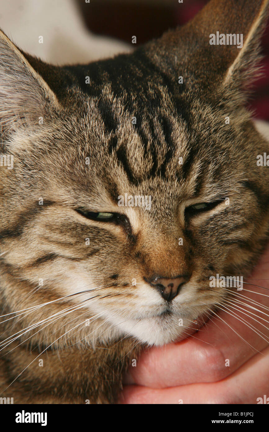 Adult tabby cat in the home Stock Photo - Alamy