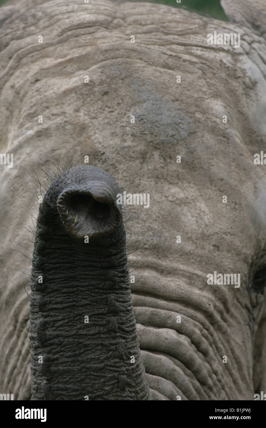 Close up of an African elephants trunk Stock Photo - Alamy