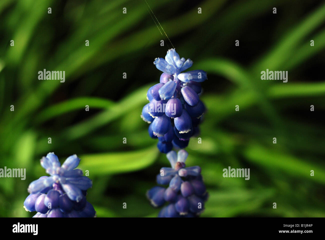 Small blue flowers Stock Photo - Alamy