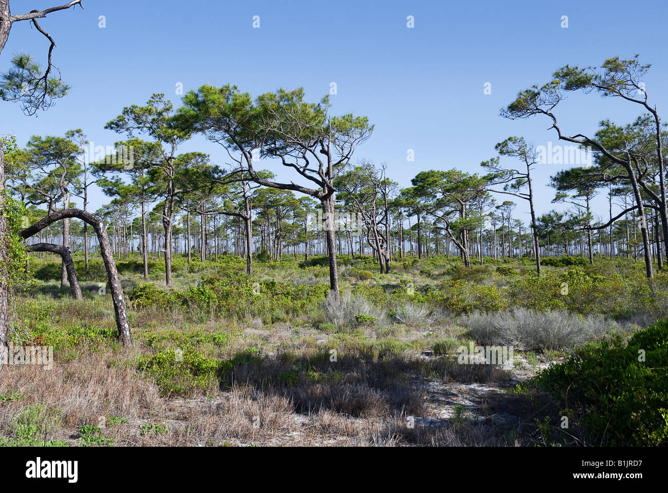pine sandhills of St George Island State Park along North Florida s ...