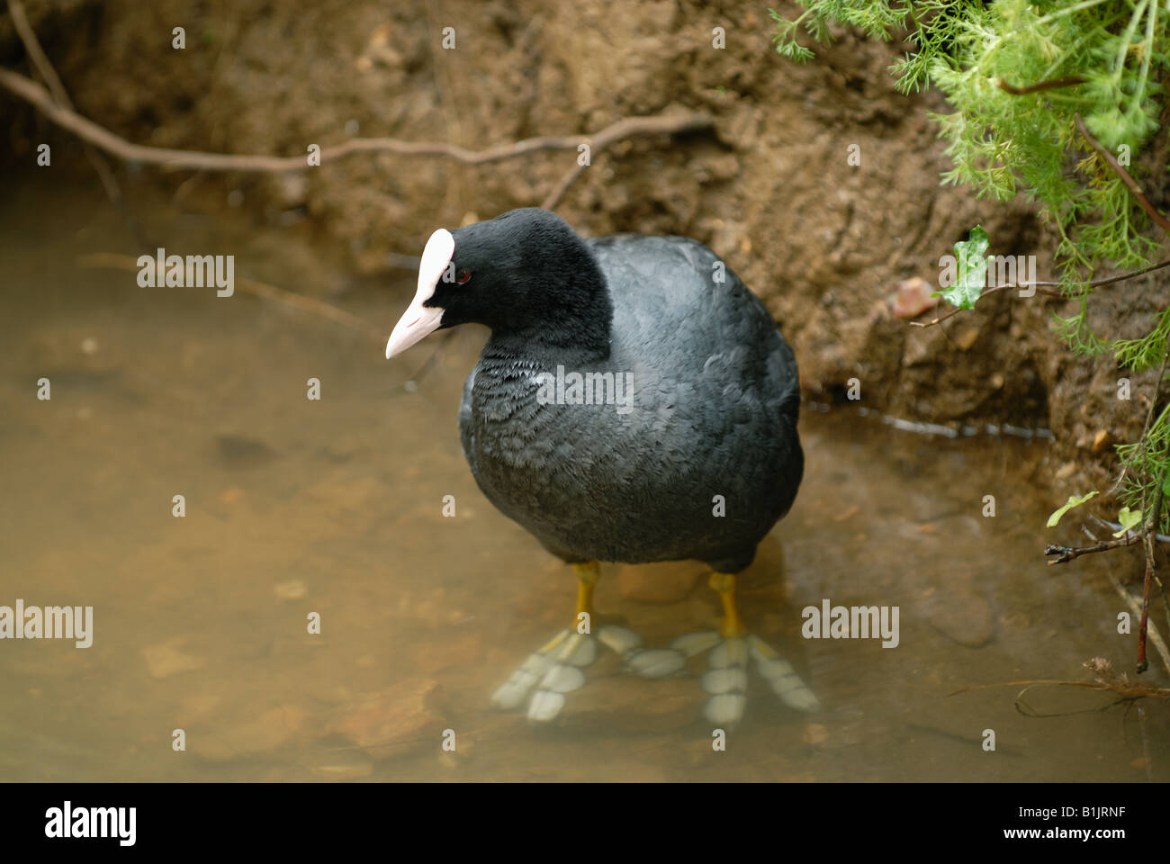 An adult coot standing in a shallow stream the feet are clearly visible ...