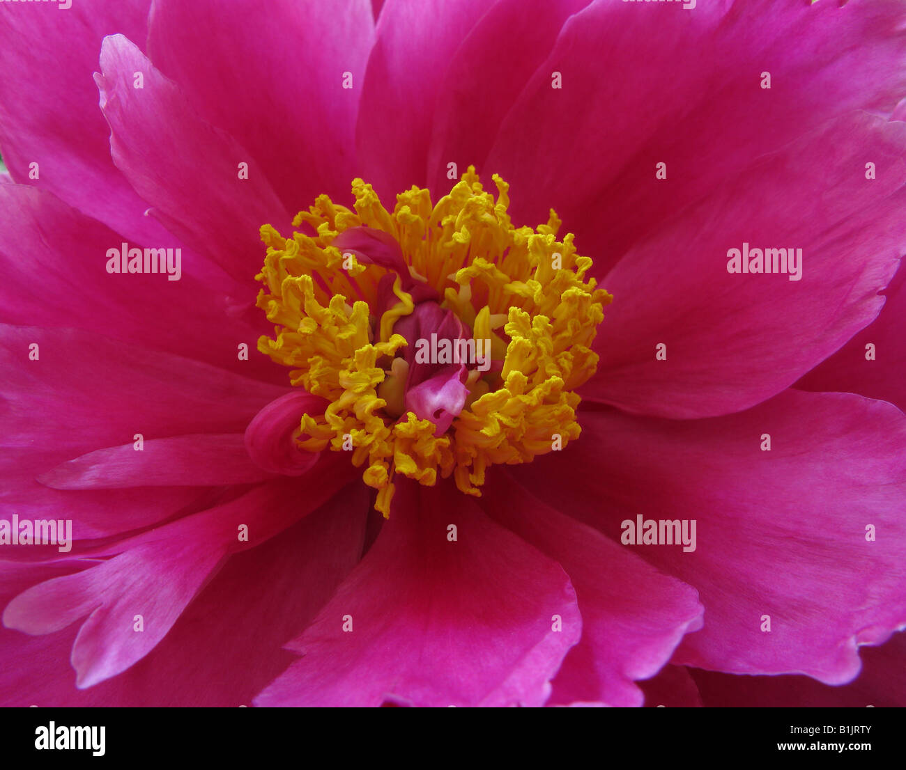 Purple peony flower close up Peonia Stock Photo - Alamy