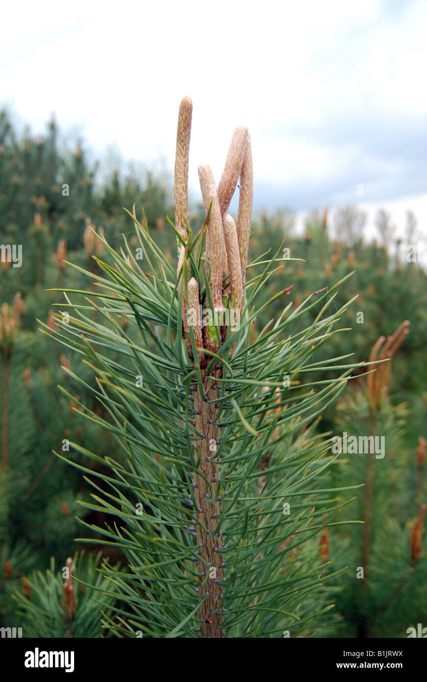 Small grove young pine trees hi-res stock photography and images - Alamy