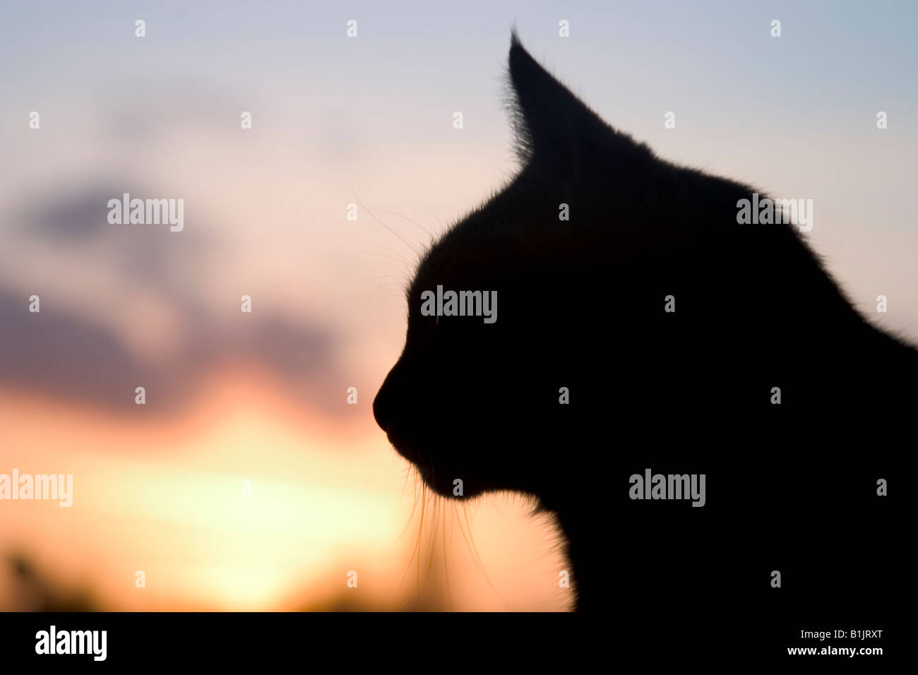 Silhouette of a cat, with the sun setting in the sky behind Stock Photo ...