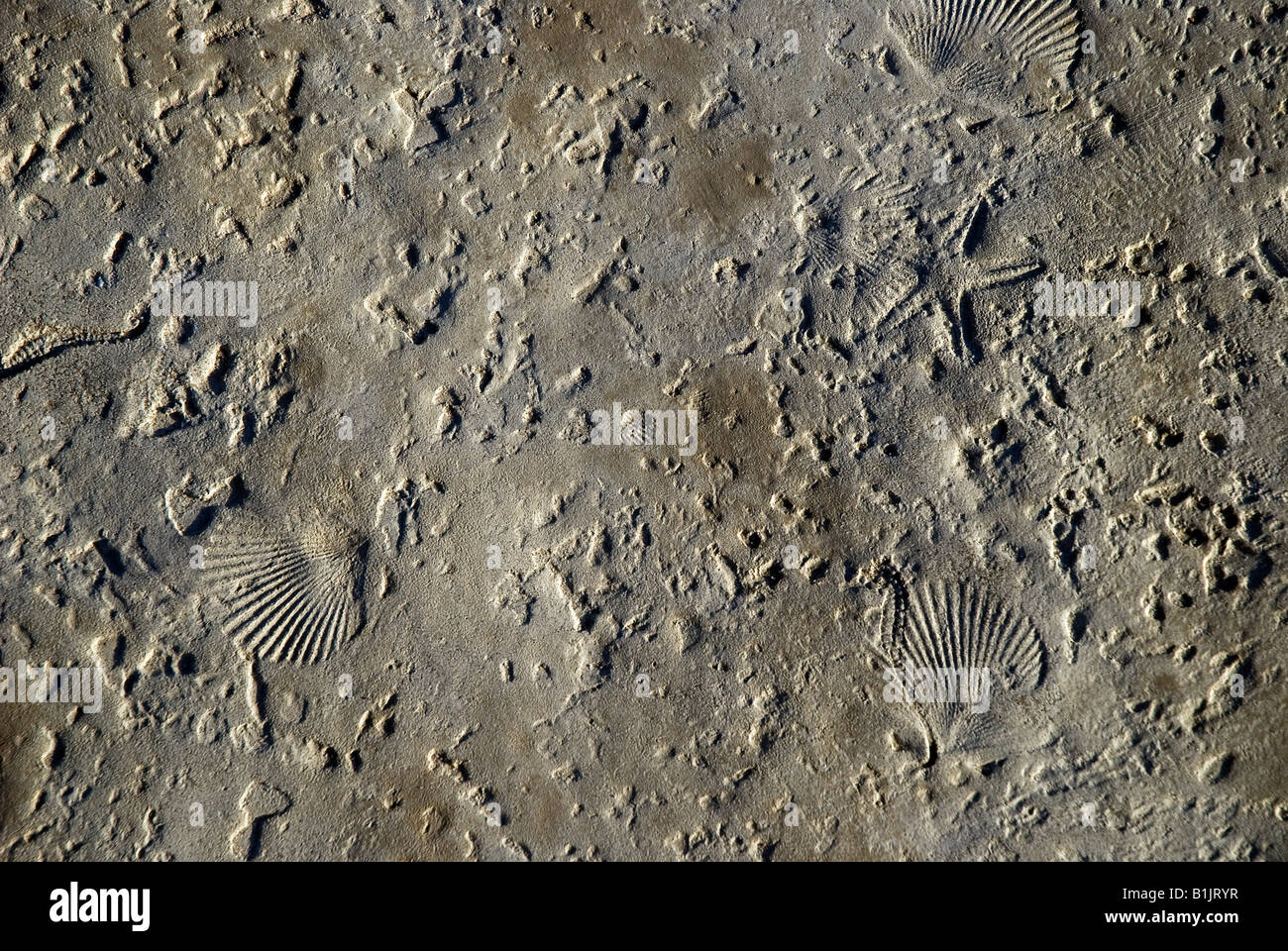 sea shell patterns embedded in walkway at St George Island State Park ...