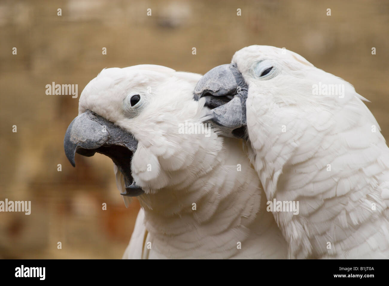 2 Cockatoos preening Stock Photo - Alamy