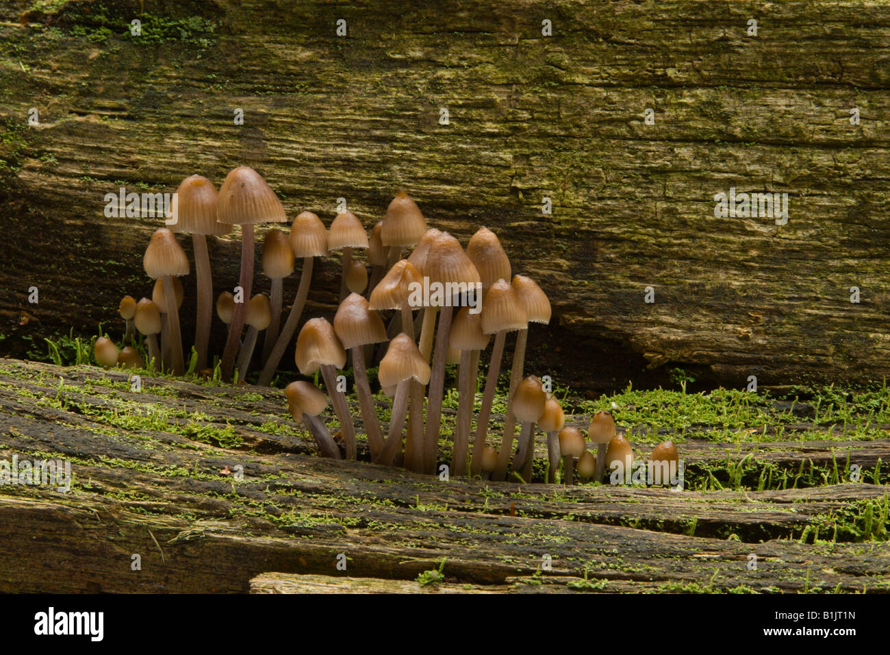 Group of fungus on a log Stock Photo - Alamy