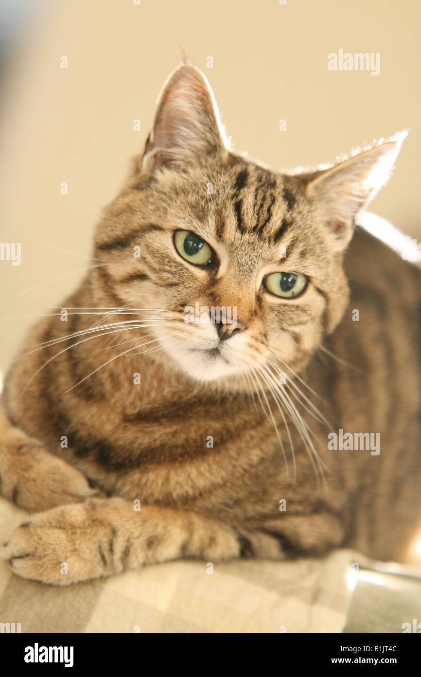 Adult tabby cat in the home Stock Photo - Alamy