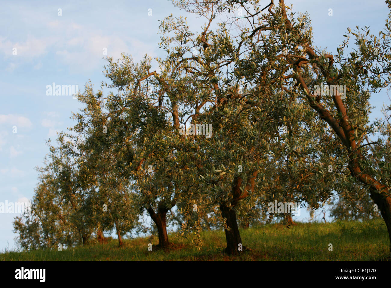 An Olive Grove In Tuscany at dusk Stock Photo - Alamy