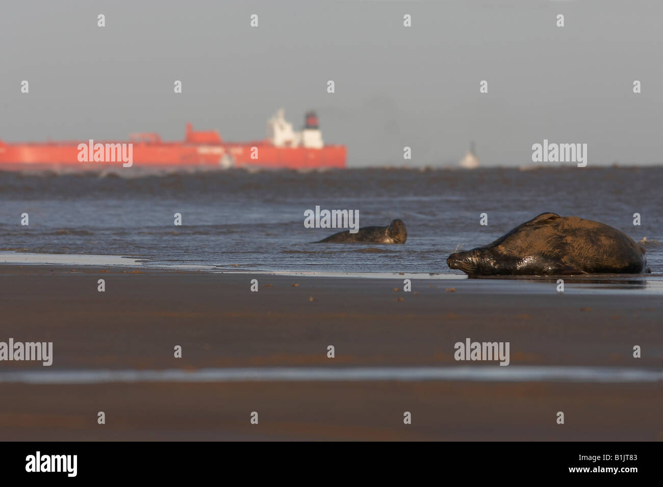 grey seal Halichoerus grypus Donna Nook England Stock Photo - Alamy