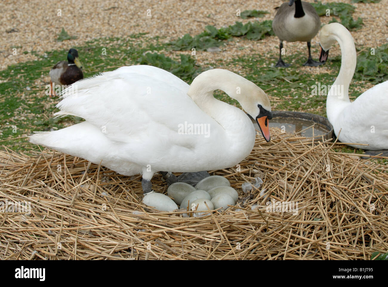 Female swan on nest with eggs hi-res stock photography and images - Alamy