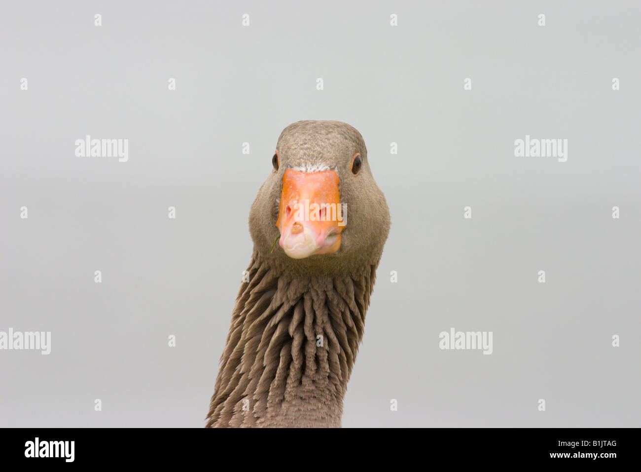 Head and neck portrait of a Greylag goose Stock Photo - Alamy