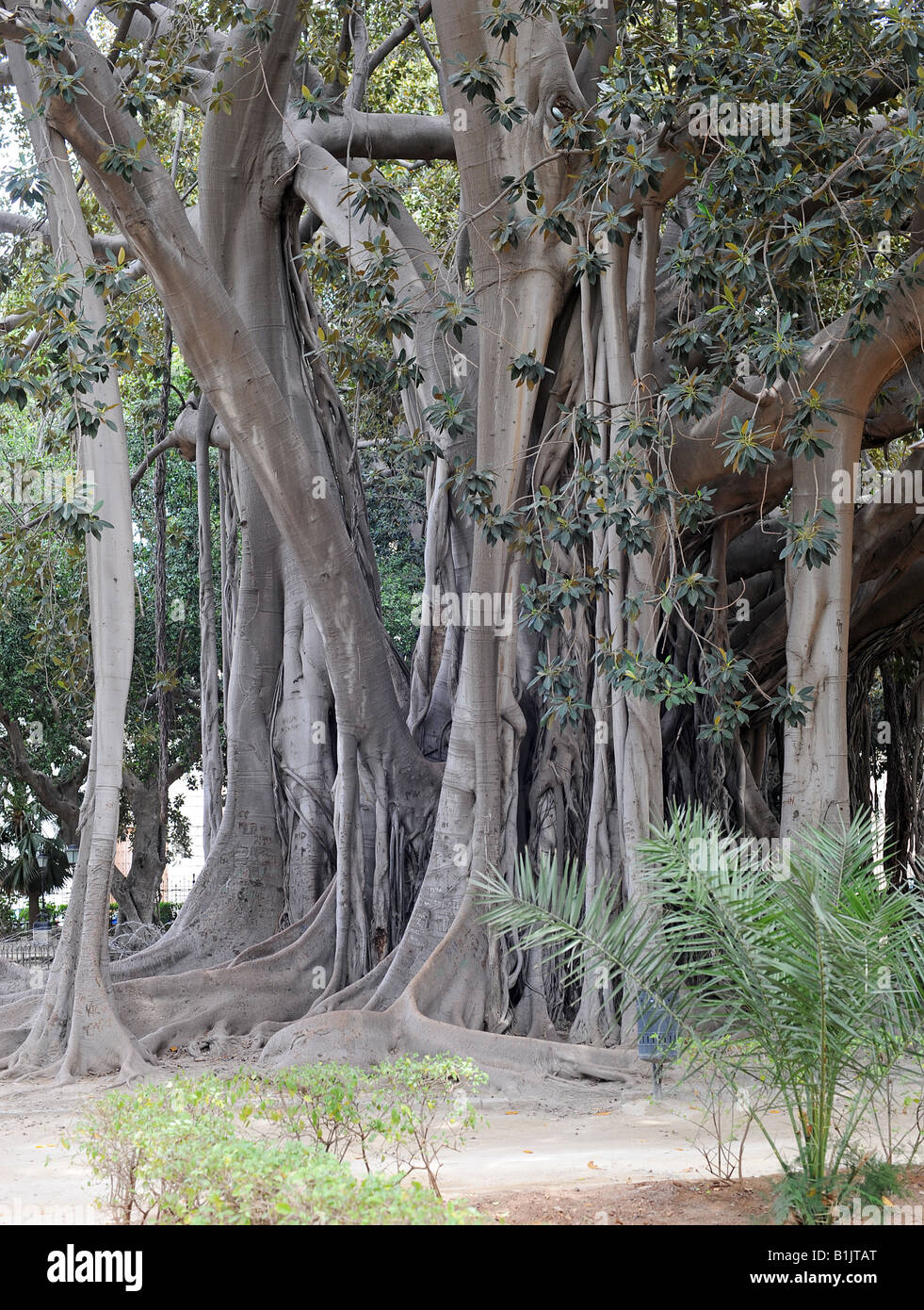 Unusual looking tree Ficus Magnolioides in the Piazza Marina Palermo ...