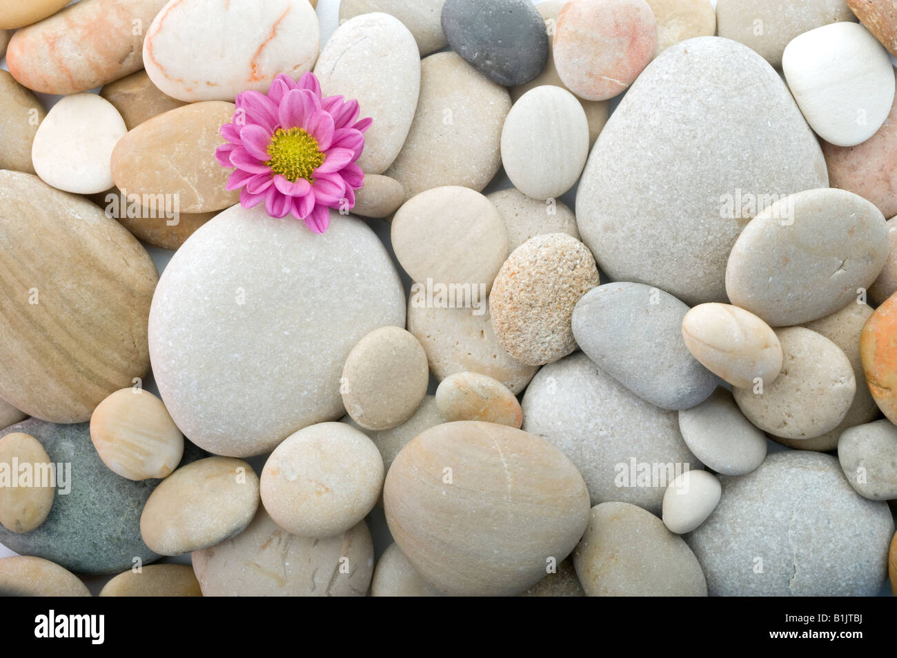 closeup of pebbles background with a pink daisy Stock Photo - Alamy