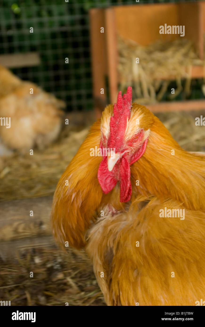 Buff Orpington chicken Stock Photo - Alamy