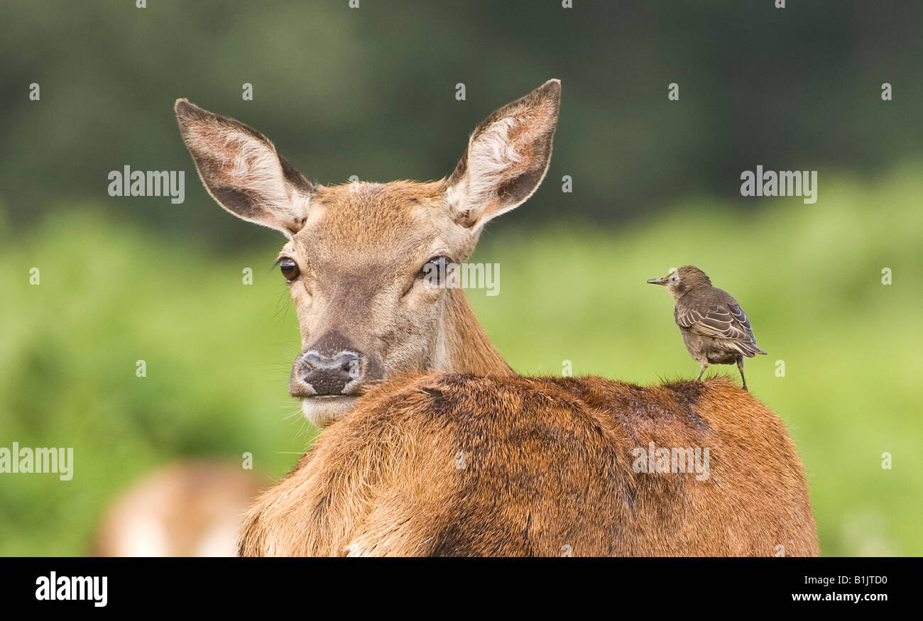 Fallow deer (dama dama) hind with small bird taking ticks and other ...