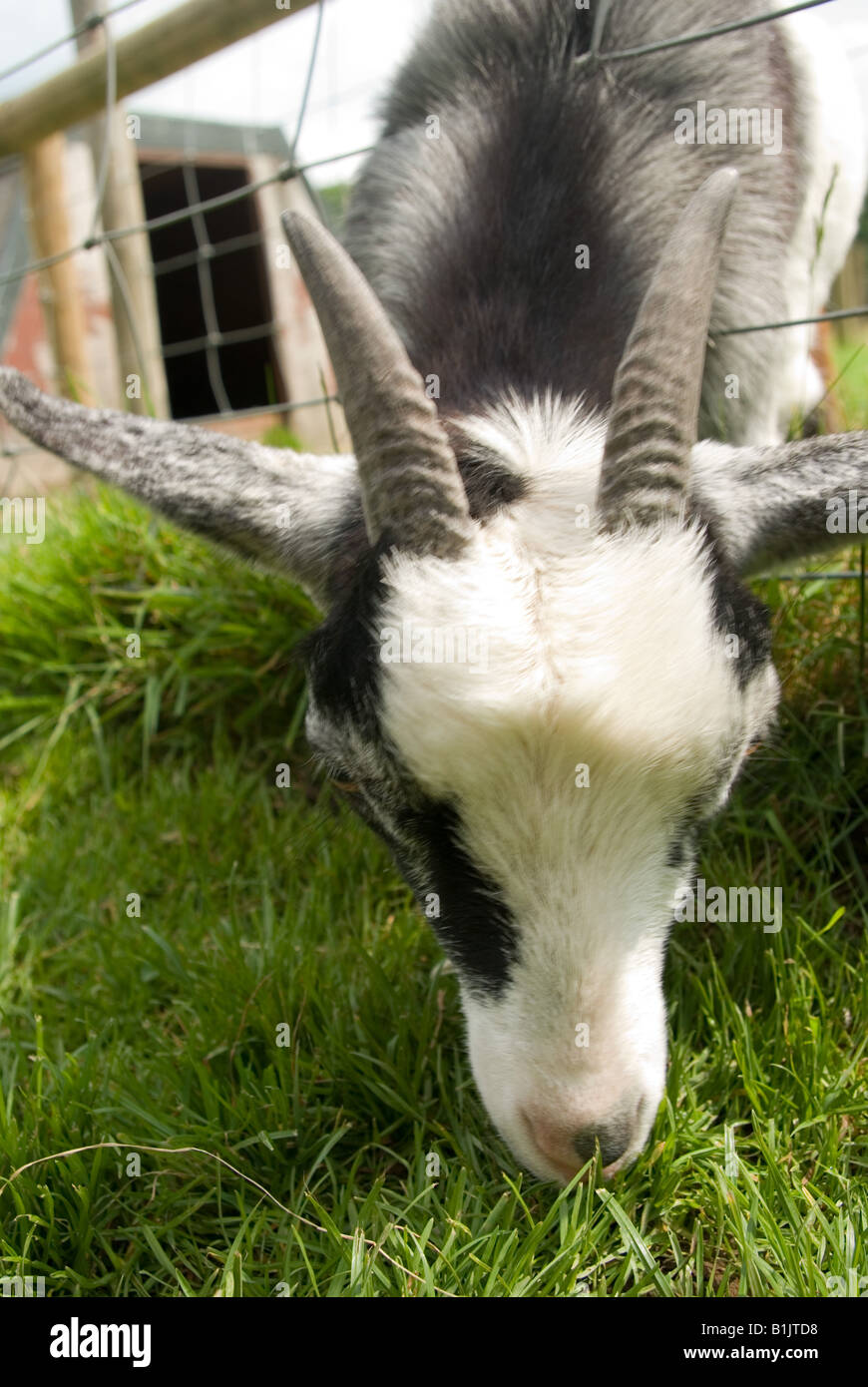 baby Goat eating Stock Photo - Alamy