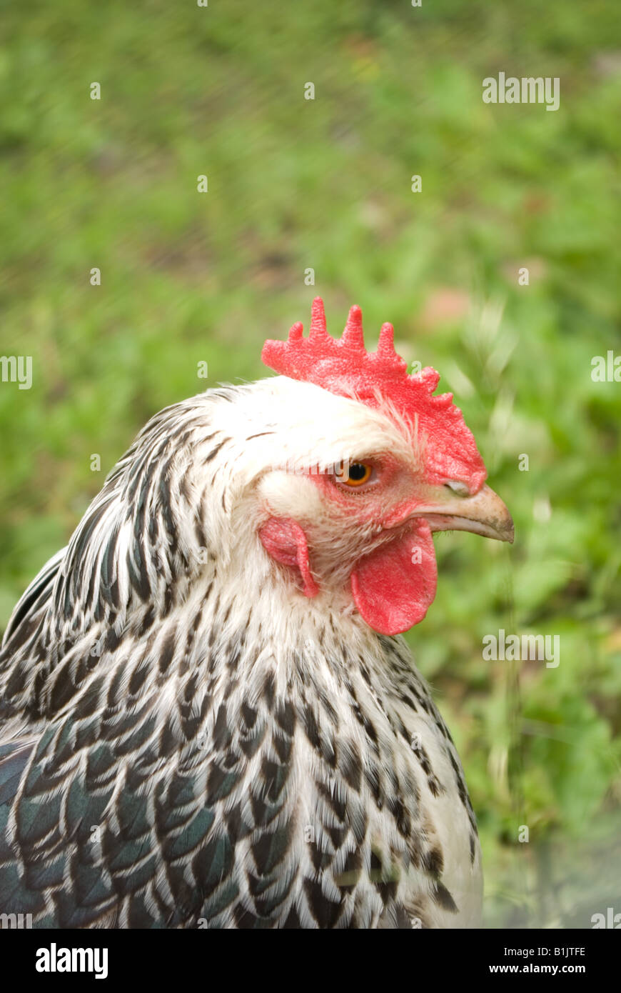 Mottled chicken hen hi-res stock photography and images - Alamy