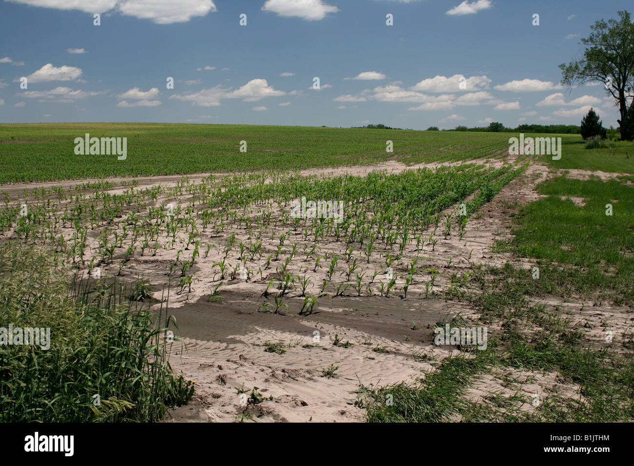 Erosion field maize hi-res stock photography and images - Alamy