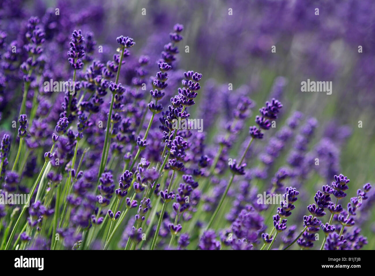 Lavender flowers blooming Lavandula angustifolia Stock Photo - Alamy