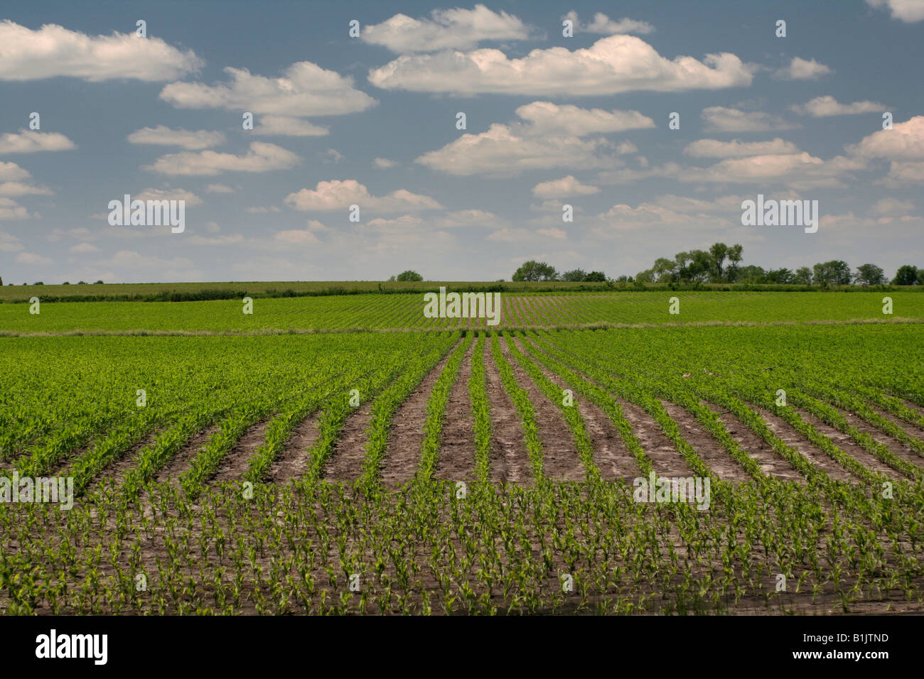 Grassed Waterway In Corn Field