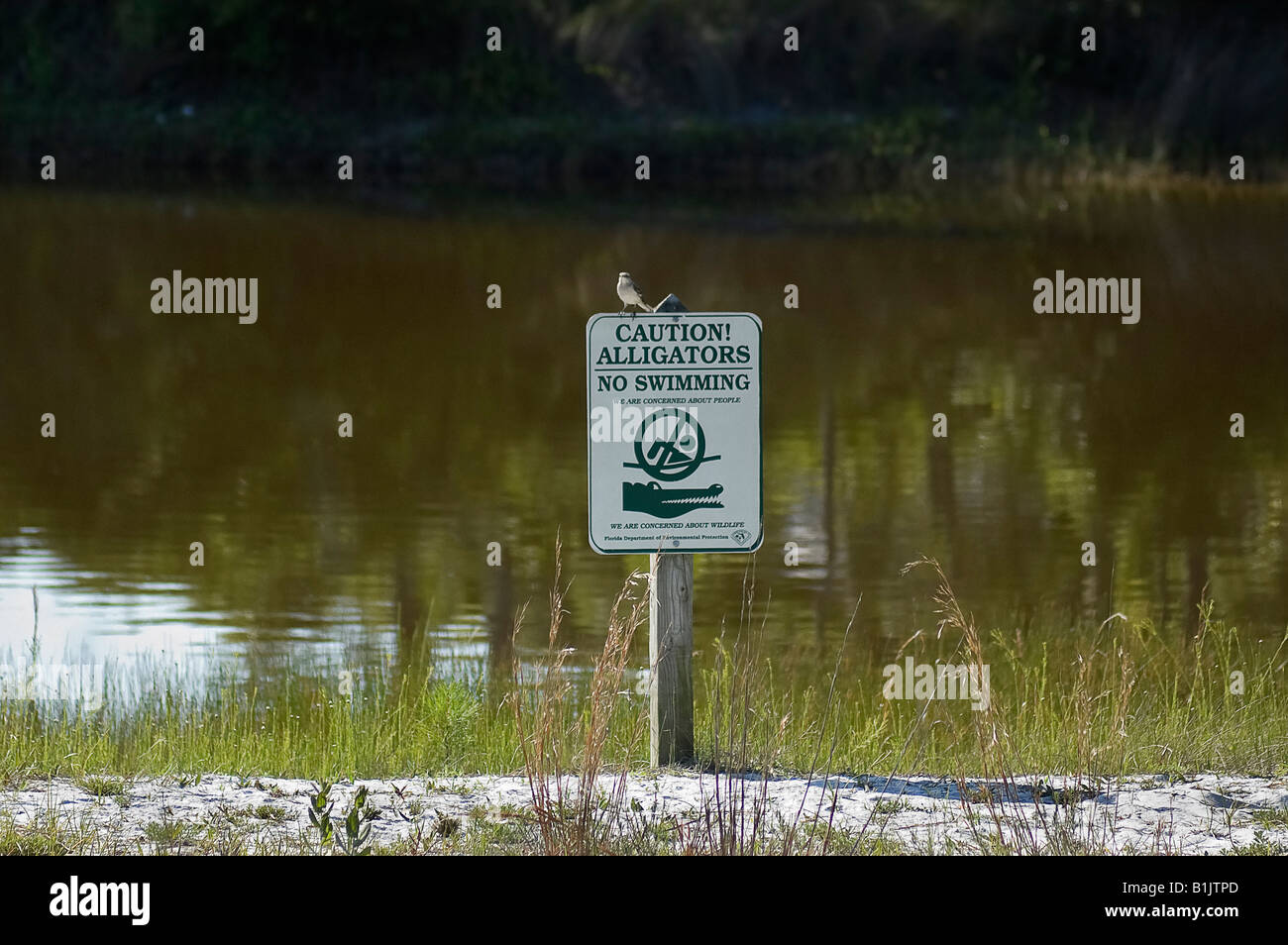 alligator warning sign, North Florida Stock Photo - Alamy