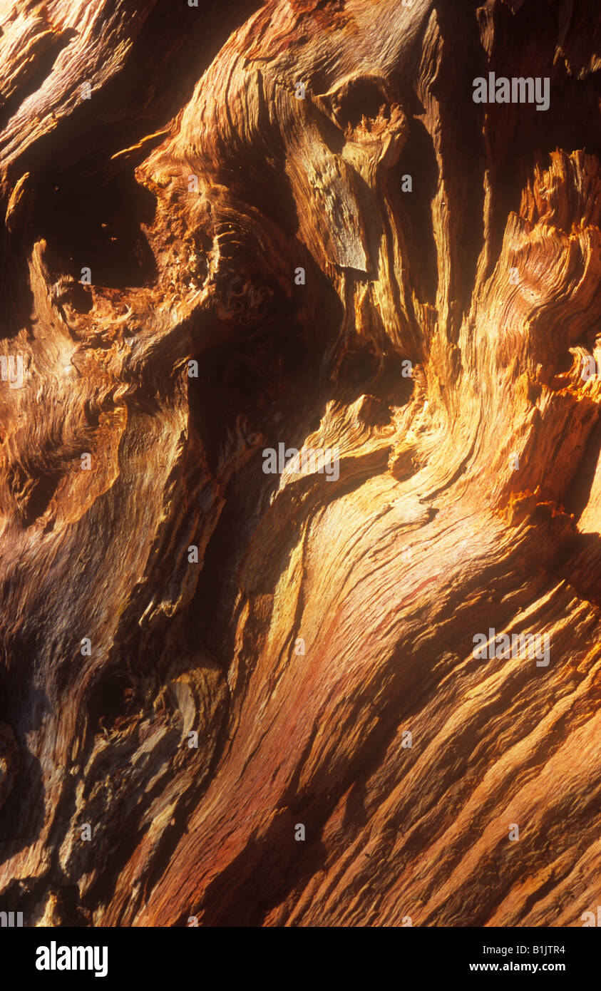 Close up of split trunk or branch of Common alder tree revealing twists ...