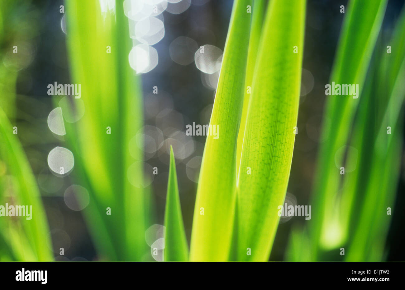Iris plant hi-res stock photography and images - Alamy