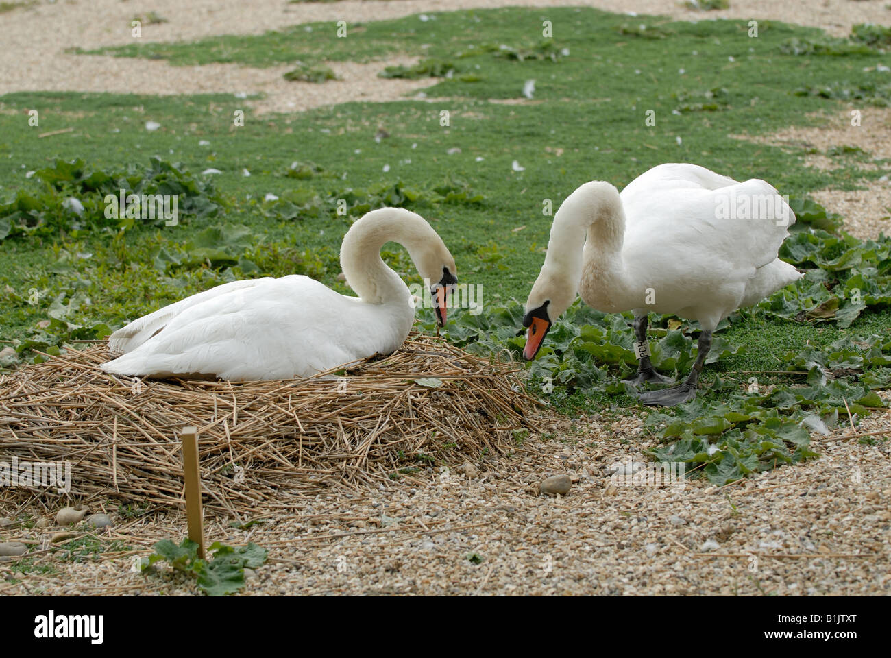 Pair of mute swans with pen on the nest and eggs at Abbotsbury Swannery ...