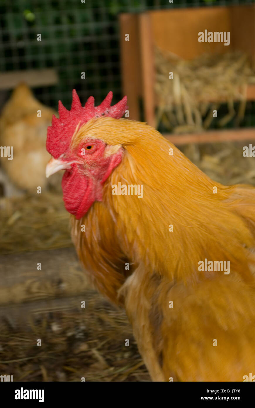 Buff Orpington chicken Stock Photo - Alamy