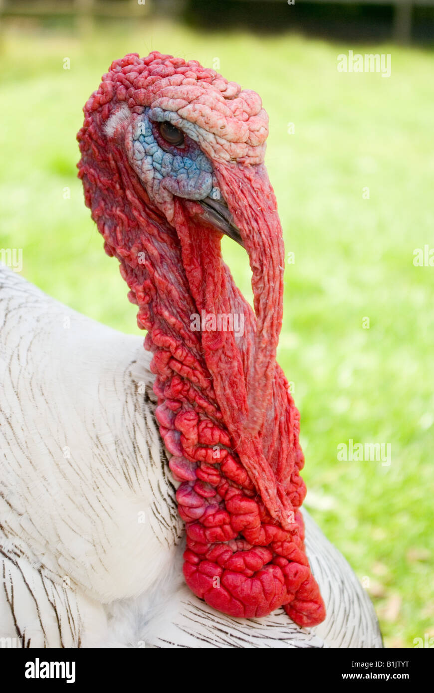 Red caruncle hi-res stock photography and images - Alamy