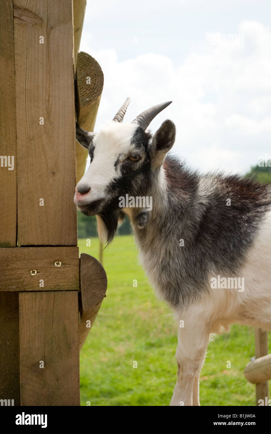 Baby capra aegagrus hircus hi-res stock photography and images - Alamy