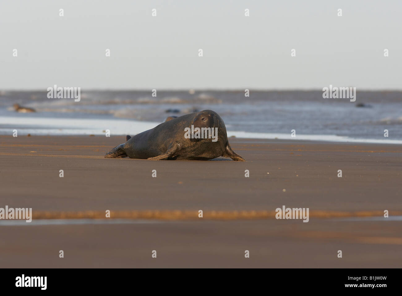 grey seal Halichoerus grypus Donna Nook England Stock Photo - Alamy
