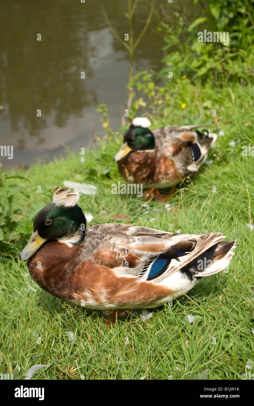 Sitting ducks hi-res stock photography and images - Alamy