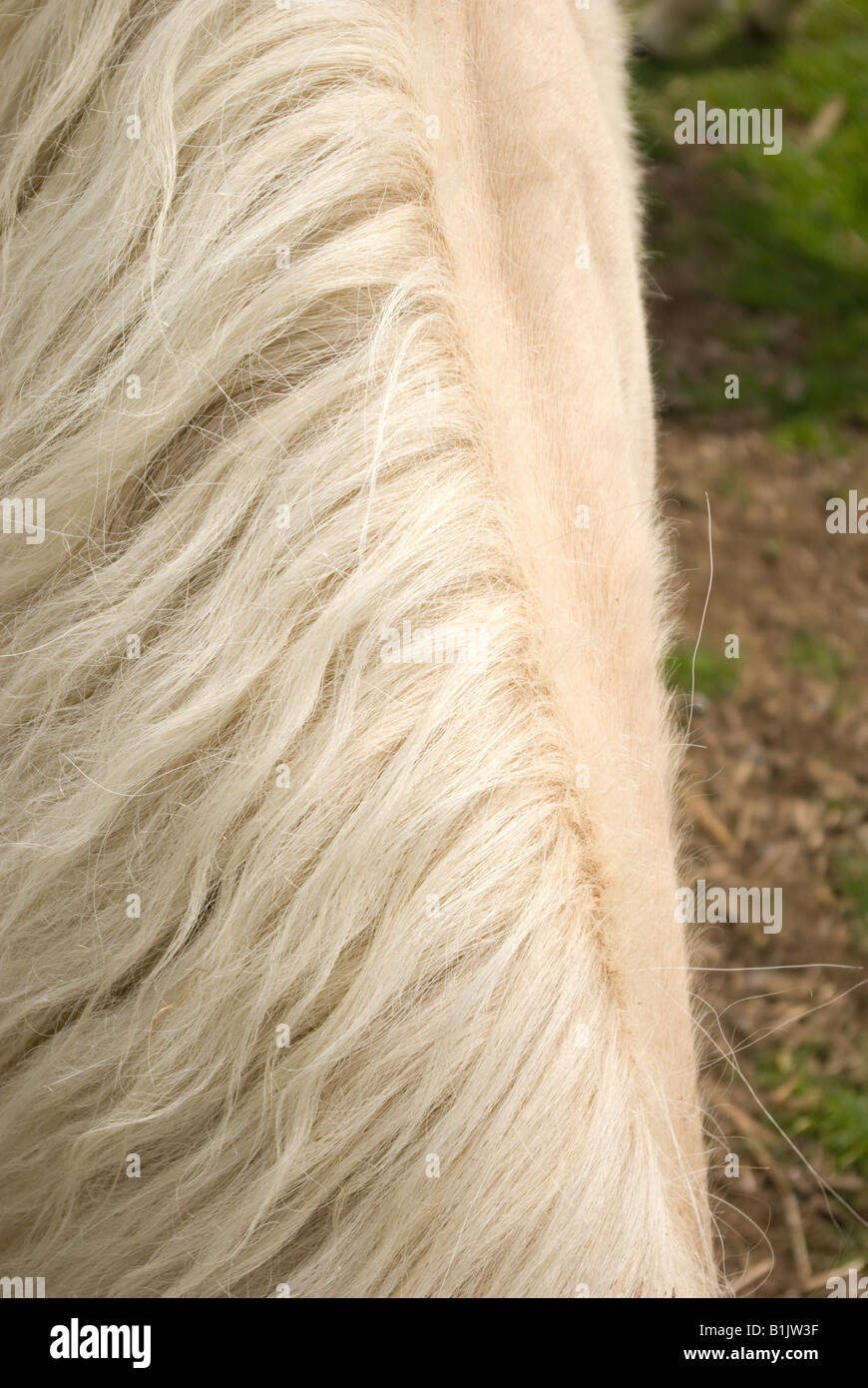Shetland pony mane Stock Photo - Alamy