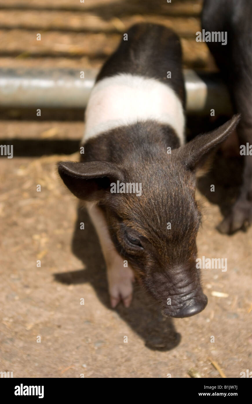 Black and white piglet hi-res stock photography and images - Alamy