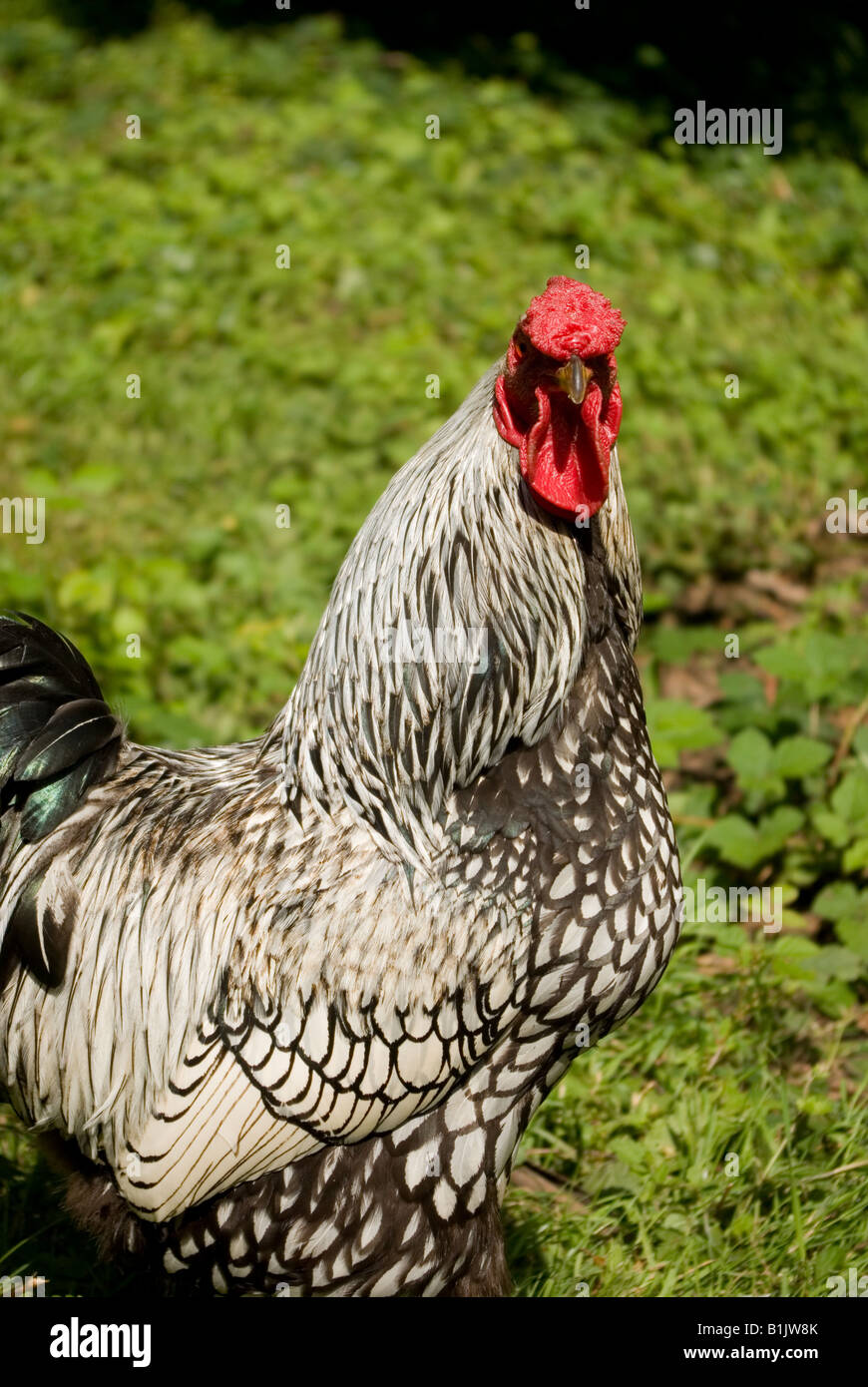 Mottled chicken hen hi-res stock photography and images - Alamy