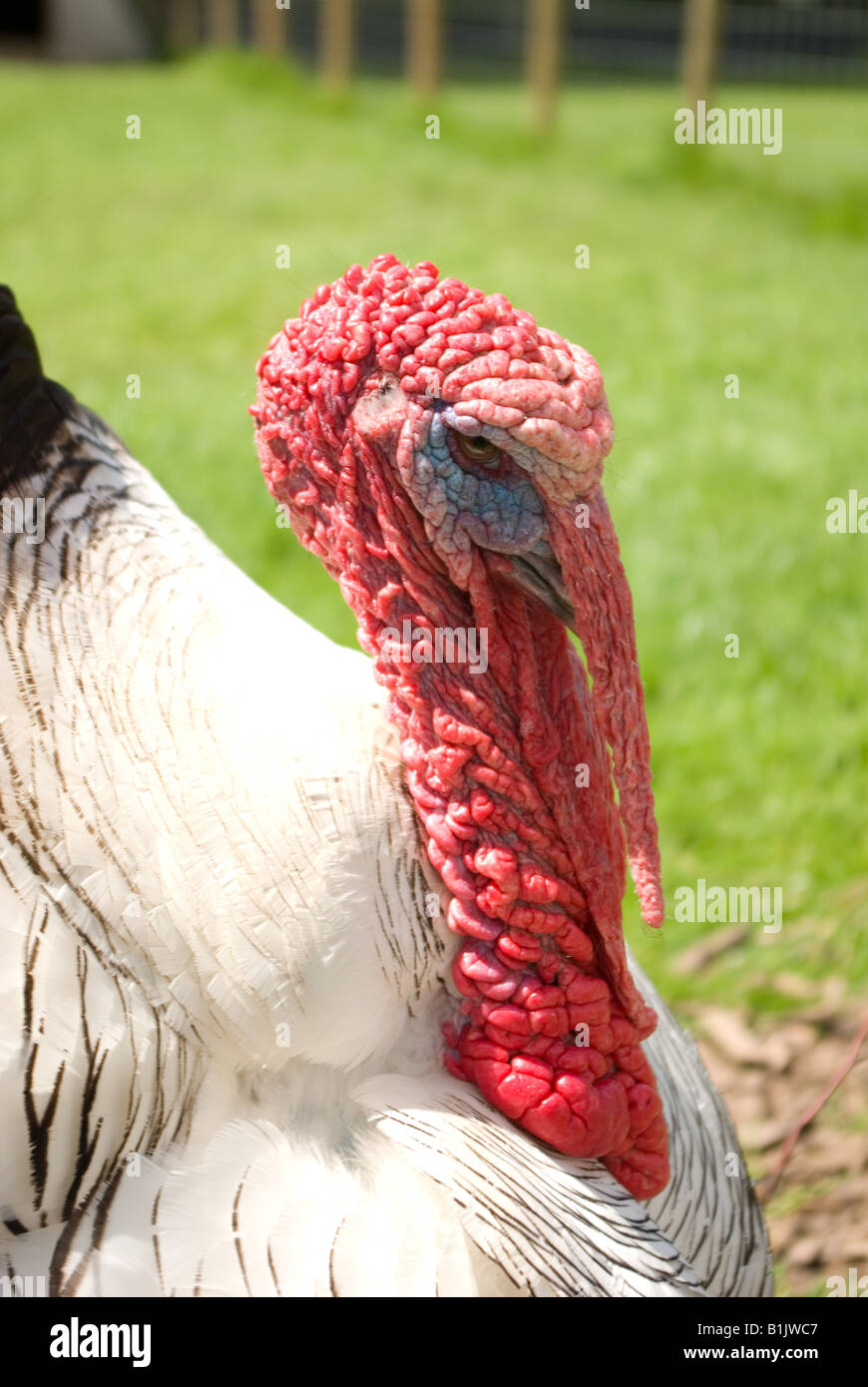 Red caruncle hi-res stock photography and images - Alamy