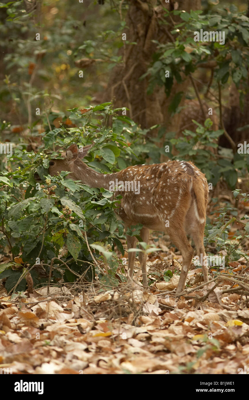 Chital eating hi-res stock photography and images - Alamy